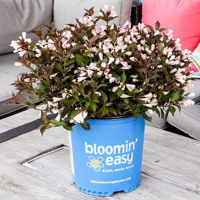 Maroon Swoon™ Weigela | Plant Addicts