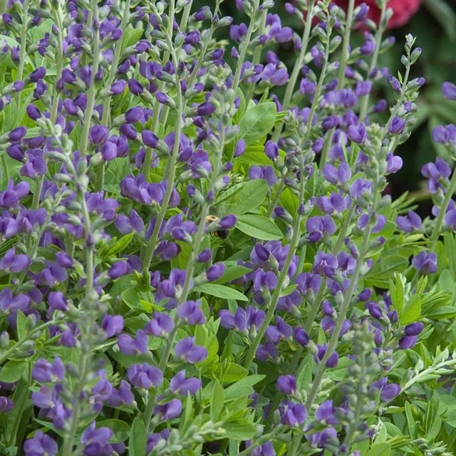Grape Taffy False Indigo | Plant Addicts