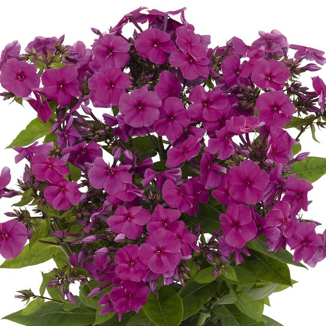Volcano® White Garden Phlox | Plant Addicts