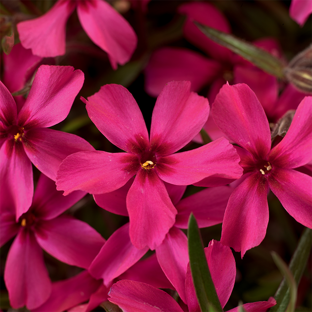 Campfire® Flame Bidens | Plant Addicts