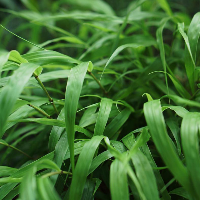 All Gold Japanese Forest Grass Plant Addicts