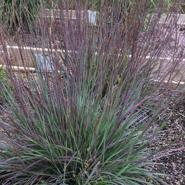 Blue Heaven® Bluestem Grass | Plant Addicts