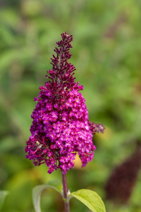 Funky Fuchsia™ Butterfly Bush | Plant Addicts