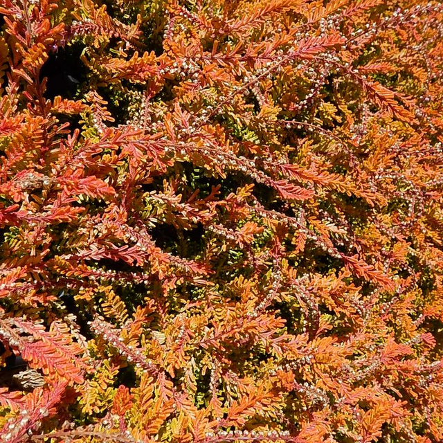 Spring Torch Scotch Heather | Plant Addicts