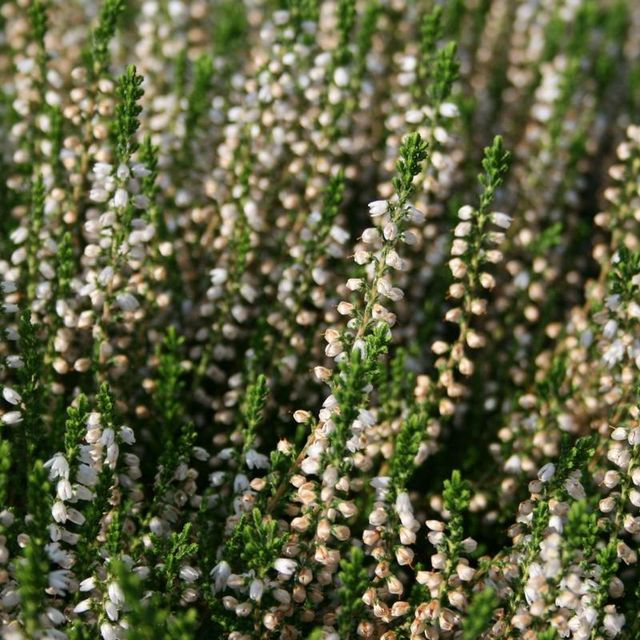 Heather Bushes | Plant Addicts