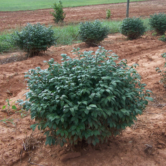 Little Moses Burning Bush | Plant Addicts