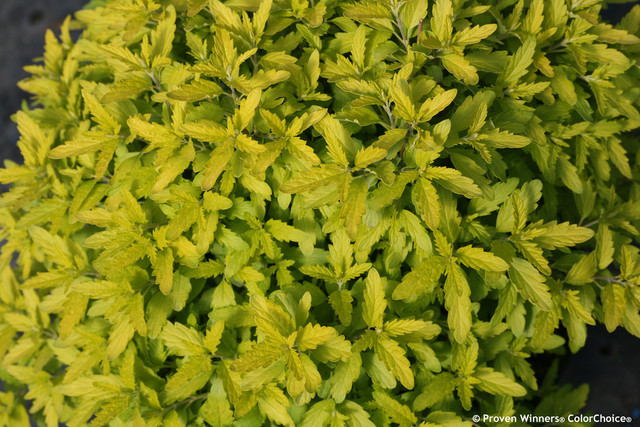 Sunshine Blue® II Bluebeard | Plant Addicts