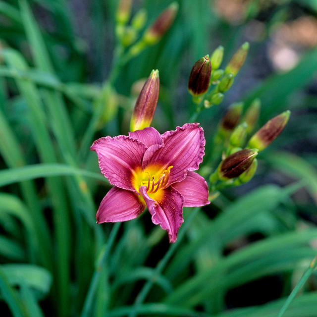 Little Henry® Sweetspire | Plant Addicts