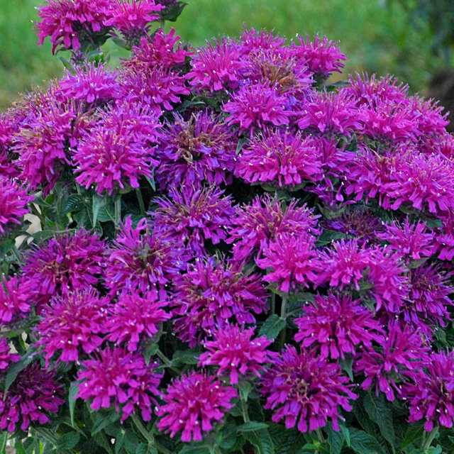 Sugar Buzz® Blue Moon Bee Balm | Plant Addicts
