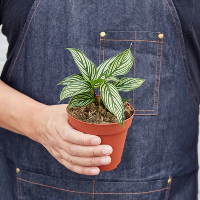 Vittata Calathea | Plant Addicts