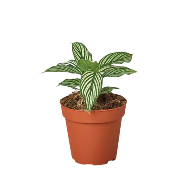Vittata Calathea | Plant Addicts