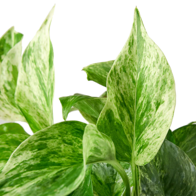 Snow Queen Pothos | Plant Addicts