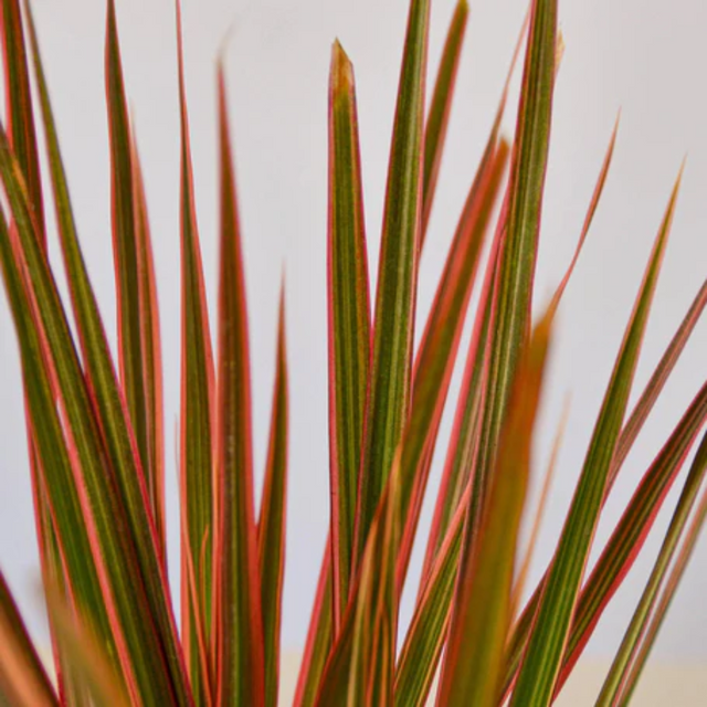 Colorama Dracaena | Plant Addicts