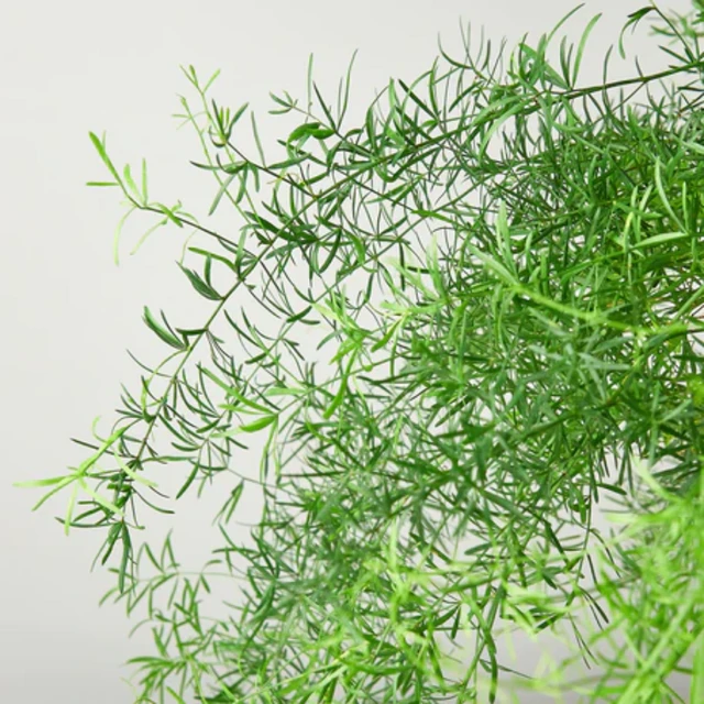 Sprengeri Fern | Plant Addicts