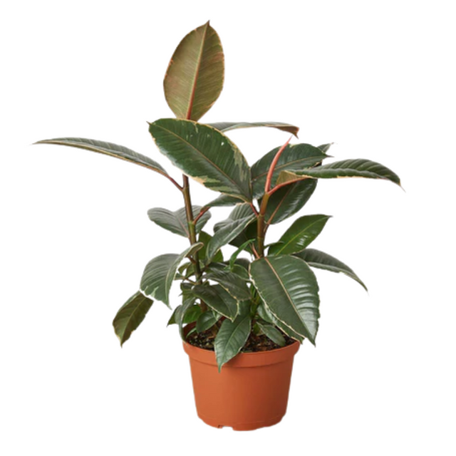 Ruby Pink Rubber Tree | Plant Addicts
