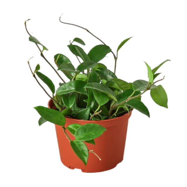 Carnosa Chelsea Hoya | Plant Addicts