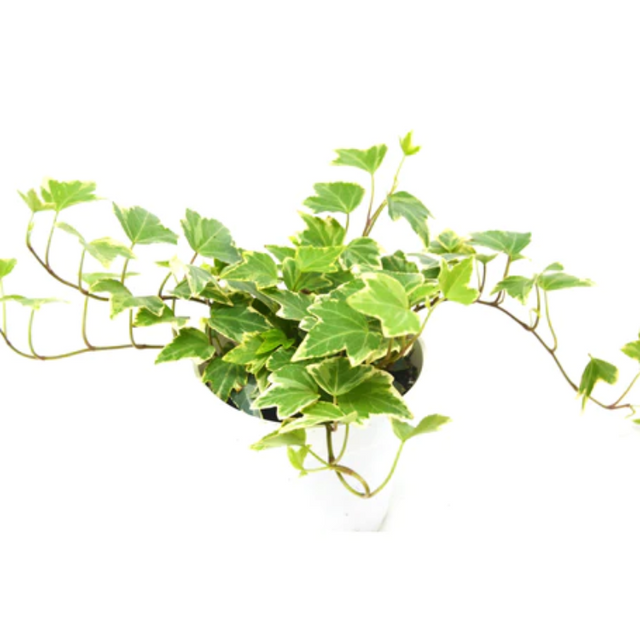 Eva English Ivy | Plant Addicts