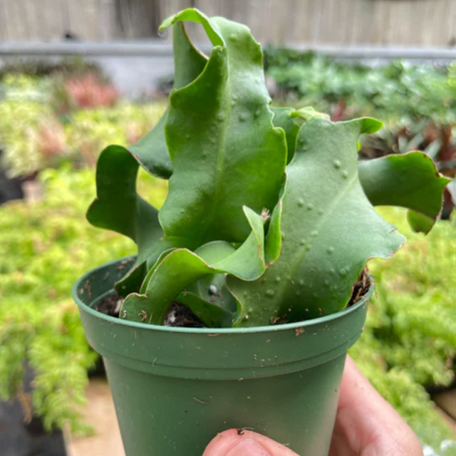 Curly Sue Cactus | Plant Addicts
