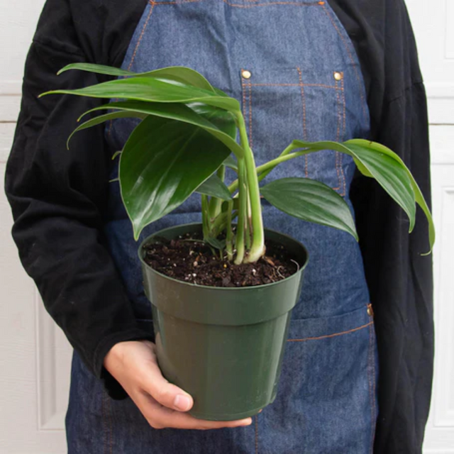 Dragon Tail Philodendron | Plant Addicts