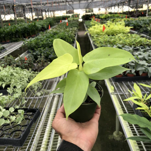 Neon Philodendron | Plant Addicts
