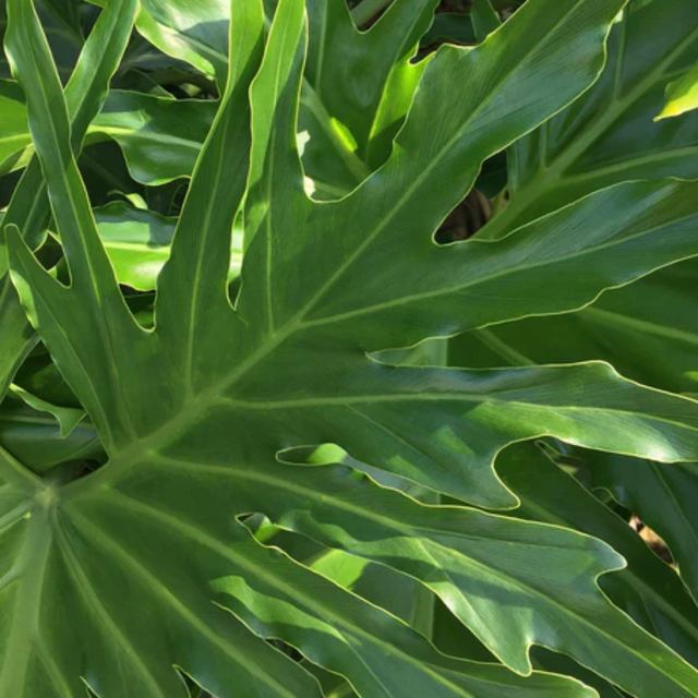 Lickety Split Philodendron | Plant Addicts