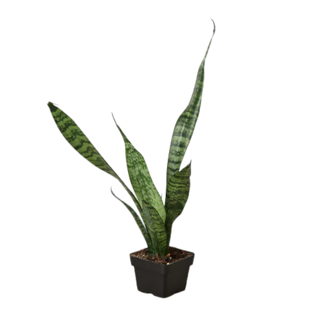 Forest Star Snake Plant | Plant Addicts