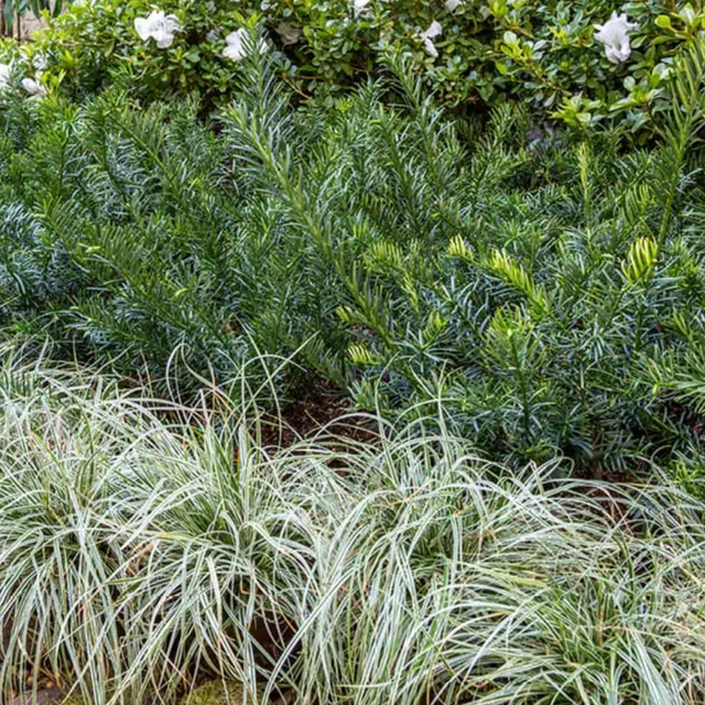 Yewtopia Plum Yew | PlantAddicts.com