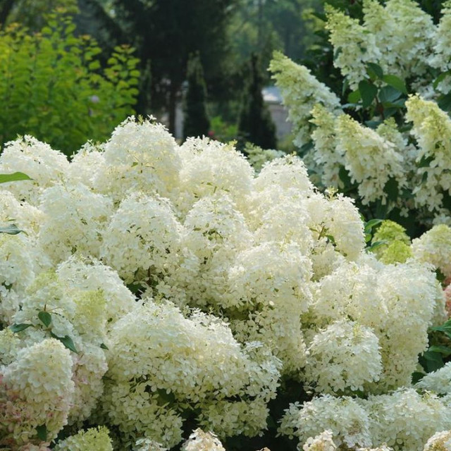 Magical® Ruby Snow Hydrangea | Plant Addicts