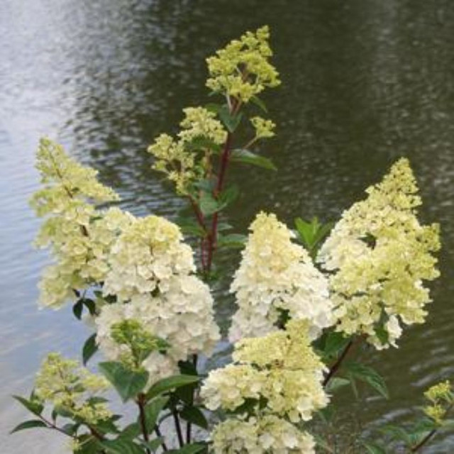 Magical® Ruby Snow Hydrangea | Plant Addicts