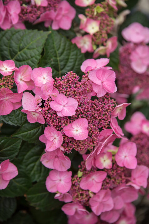 Endless Summer® Pop Starâ ¢ Hydrangea | Plant Addicts