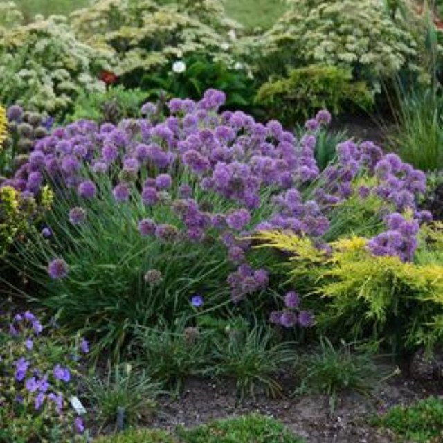 Millenium Allium | Plant Addicts