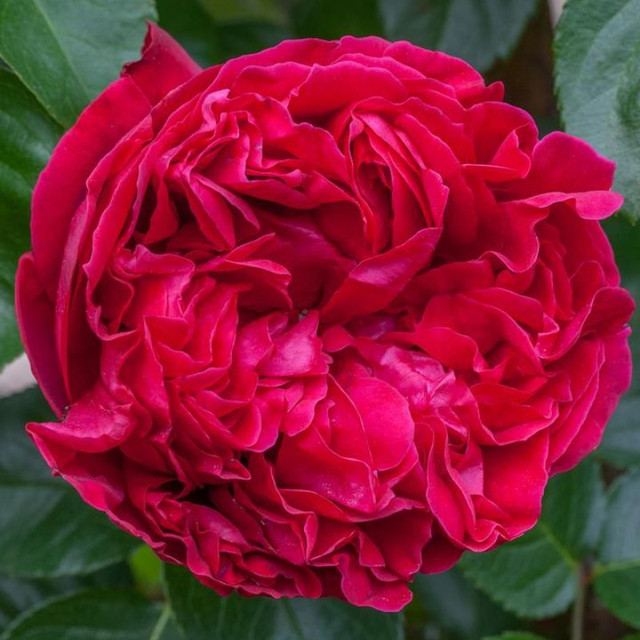 Pretty in Pink Eden Climber™ Rose | Plant Addicts