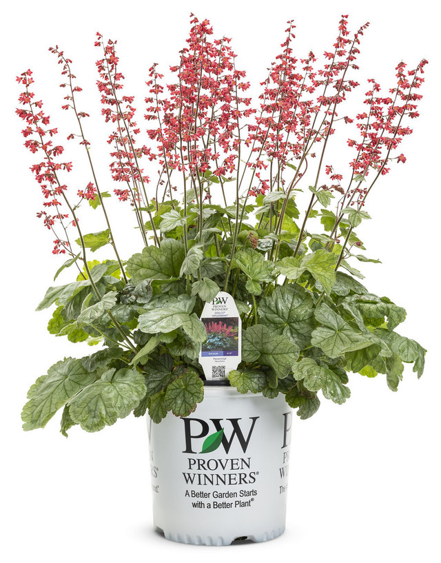 Dolce® Spearmint Coral Bells | Plant Addicts Dolce® Spearmint Coral Bells | Plant Addicts