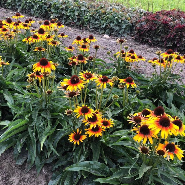 Fine Feathered™ Parrot Coneflower | Plant Addicts