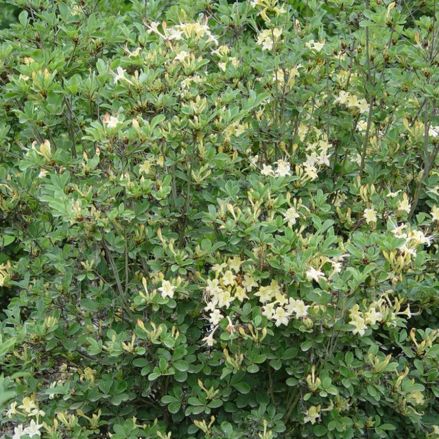 Lemon Lights Azalea | Plant Addicts