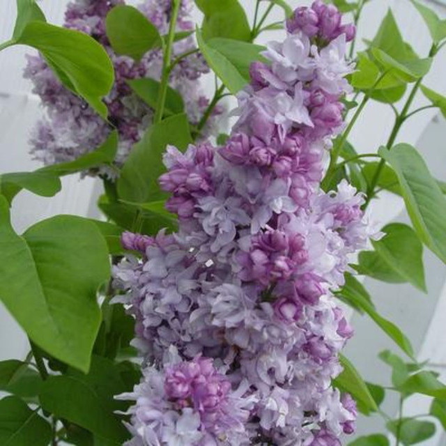 Pinktini™ Lilac | Plant Addicts