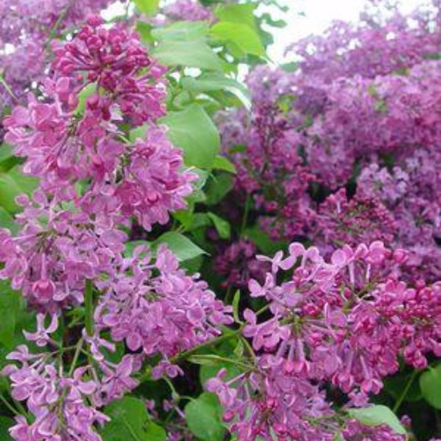 Baby Kim® Lilac | Plant Addicts