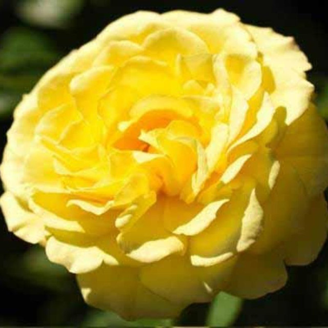 True Friendship Rose | Plant Addicts