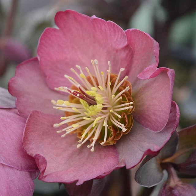 FrostKiss™ Glenda's Gloss Hellebore | Plant Addicts