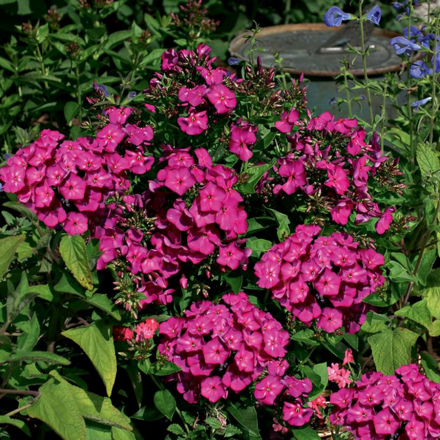 Volcano® Red Garden Phlox | Plant Addicts
