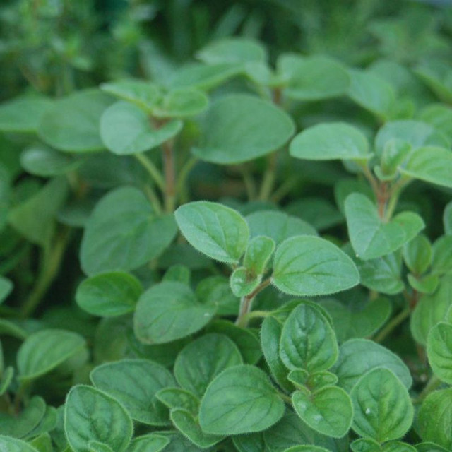 Italian Oregano | Plant Addicts