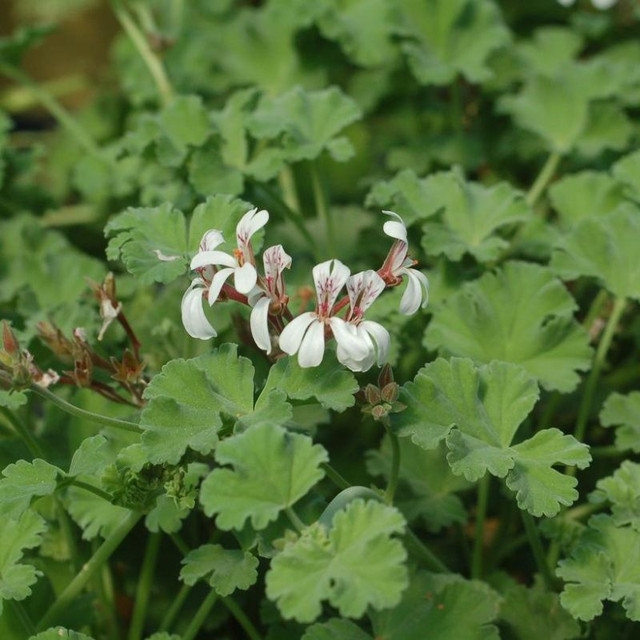 Biokovo Geranium | Plant Addicts