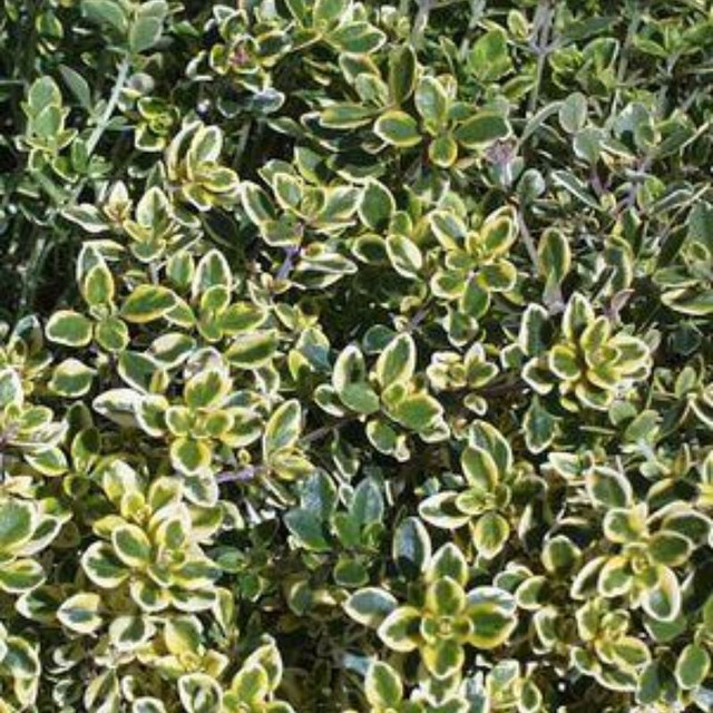 Lemon Licorice Plant | Plant Addicts