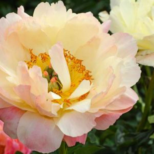 Coral Sunset Peony | Plant Addicts