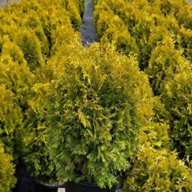 Amber Gold Arborvitae | Plant Addicts