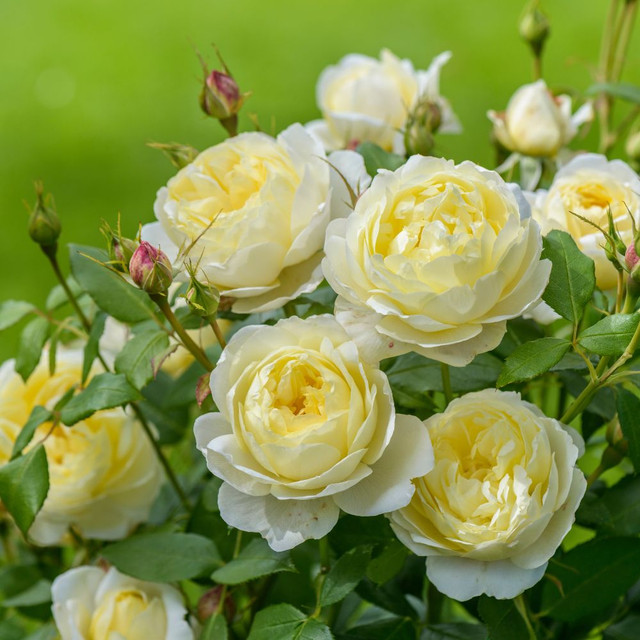 Vanessa Bell Rose | Plant Addicts