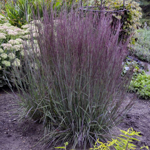 Prairie Blues Little Bluestem Grass | Plant Addicts