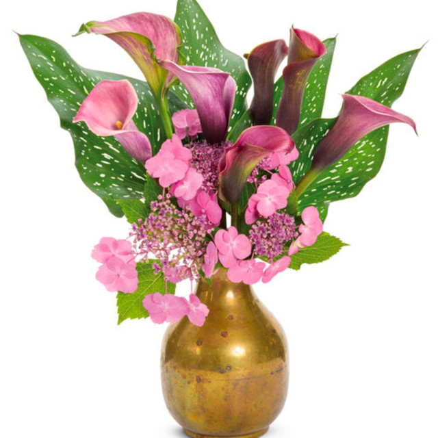 Tuff Stuff Top Fun™ Hydrangea | Plant Addicts