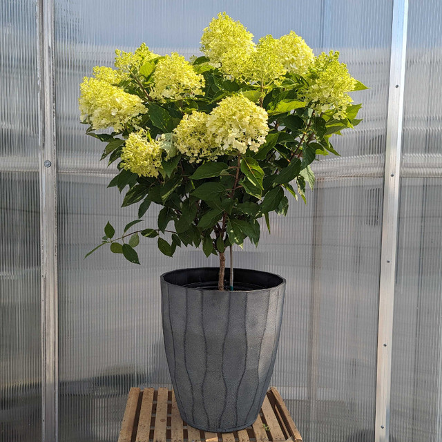Fire Light Tidbit® Hydrangea | Plant Addicts