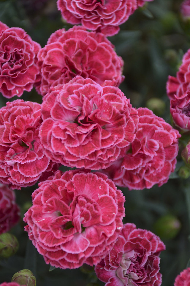 Fruit Punch® Raspberry Ruffles Pinks Dianthus | Plant Addicts